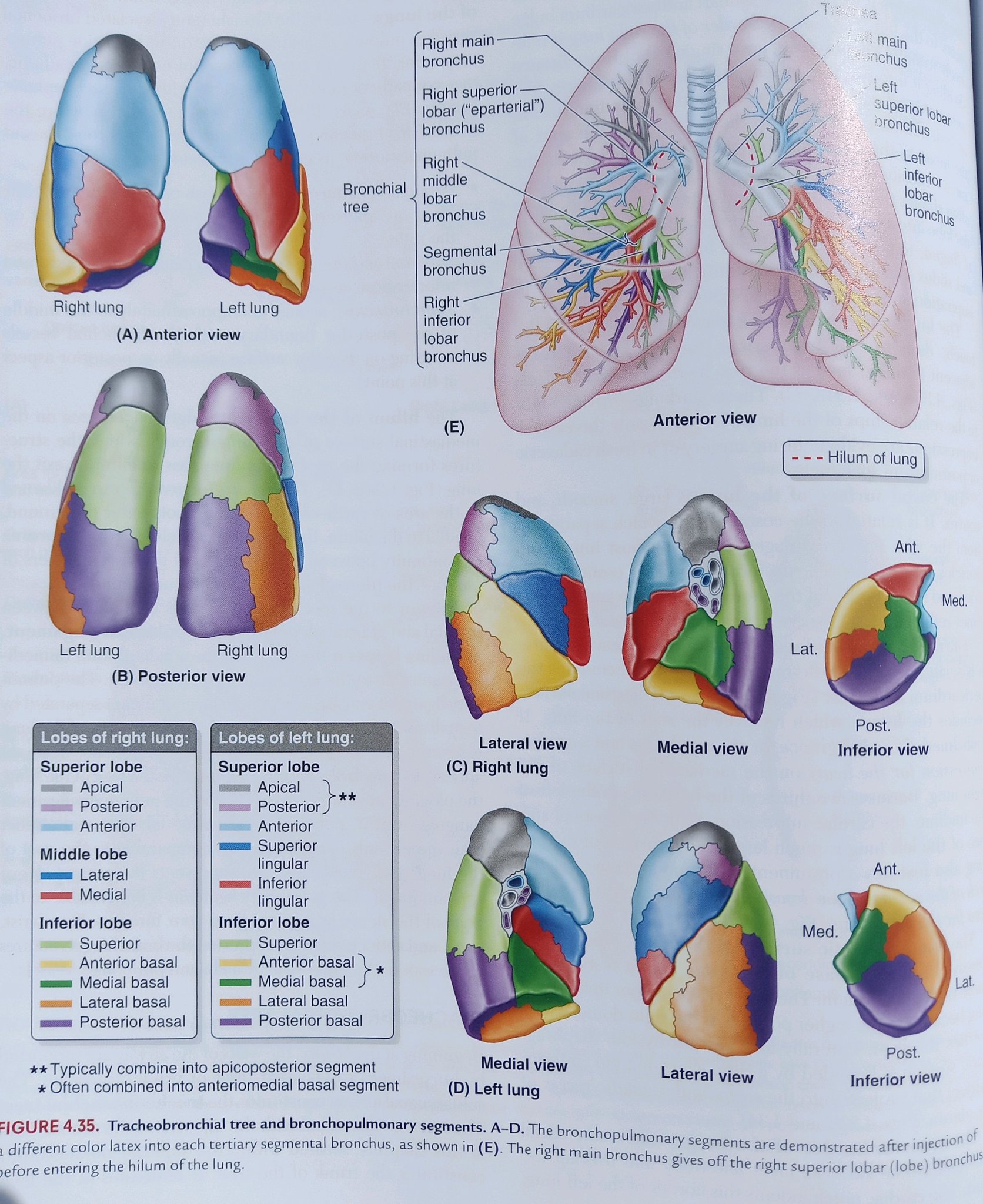 Lung Segments