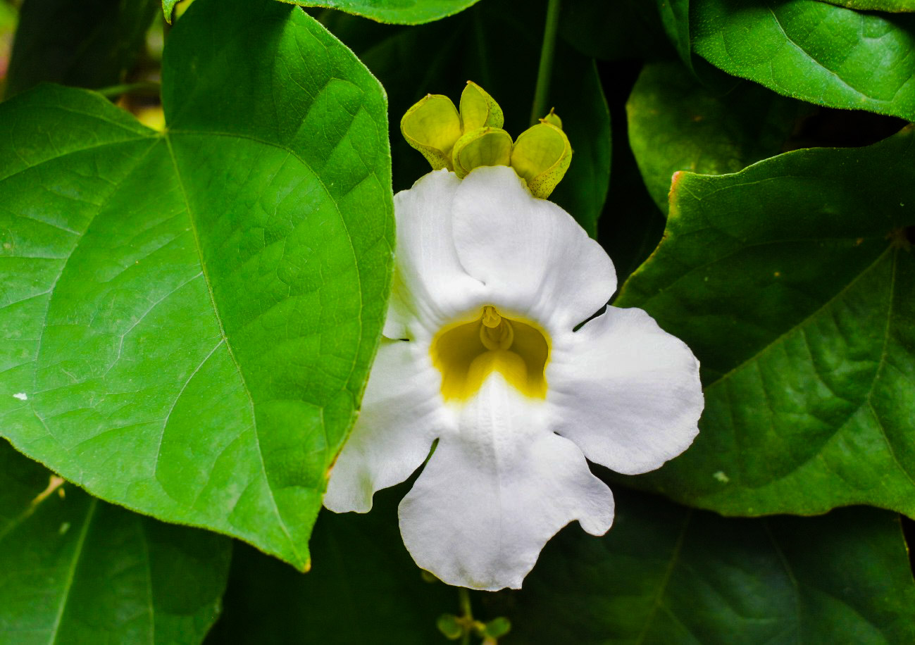 Thunbergia Grandiflora Alba