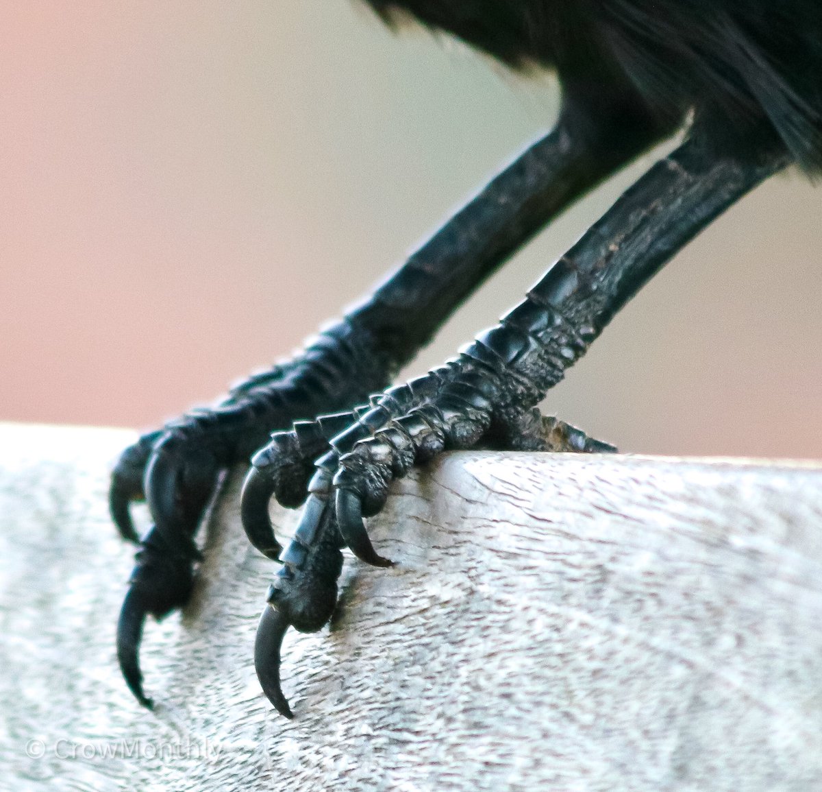 Crow Claws
