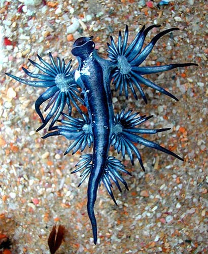 Real Life Blue Dragon