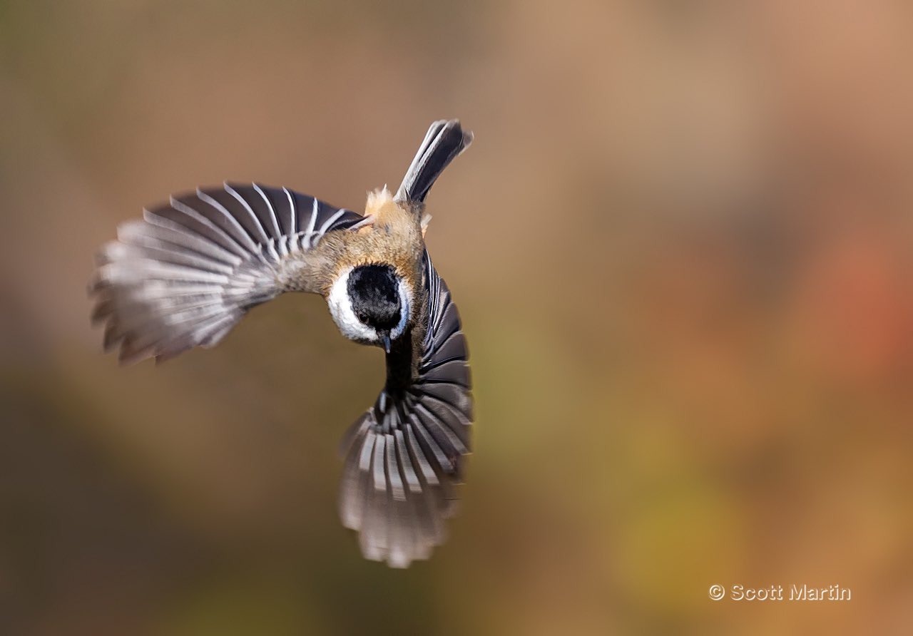 Chickadee In Flight