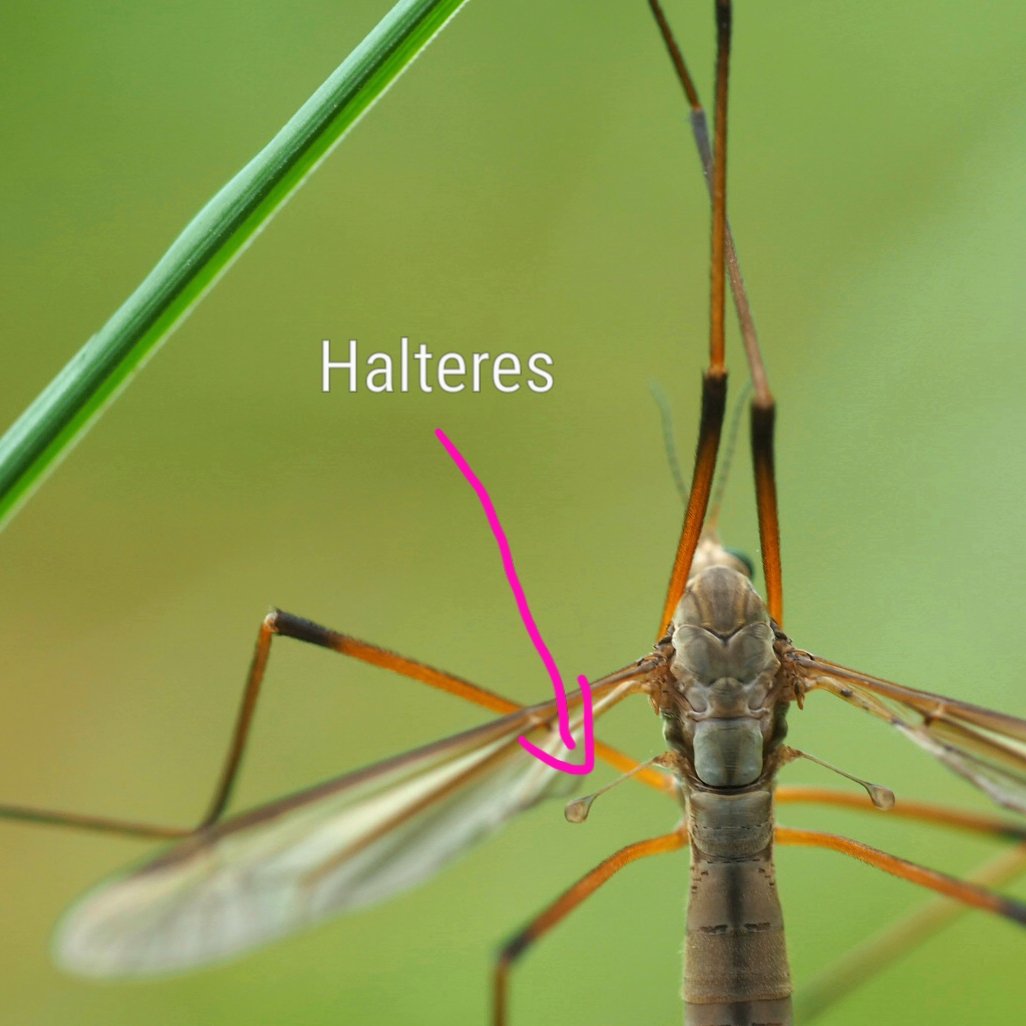 Diptera Halteres