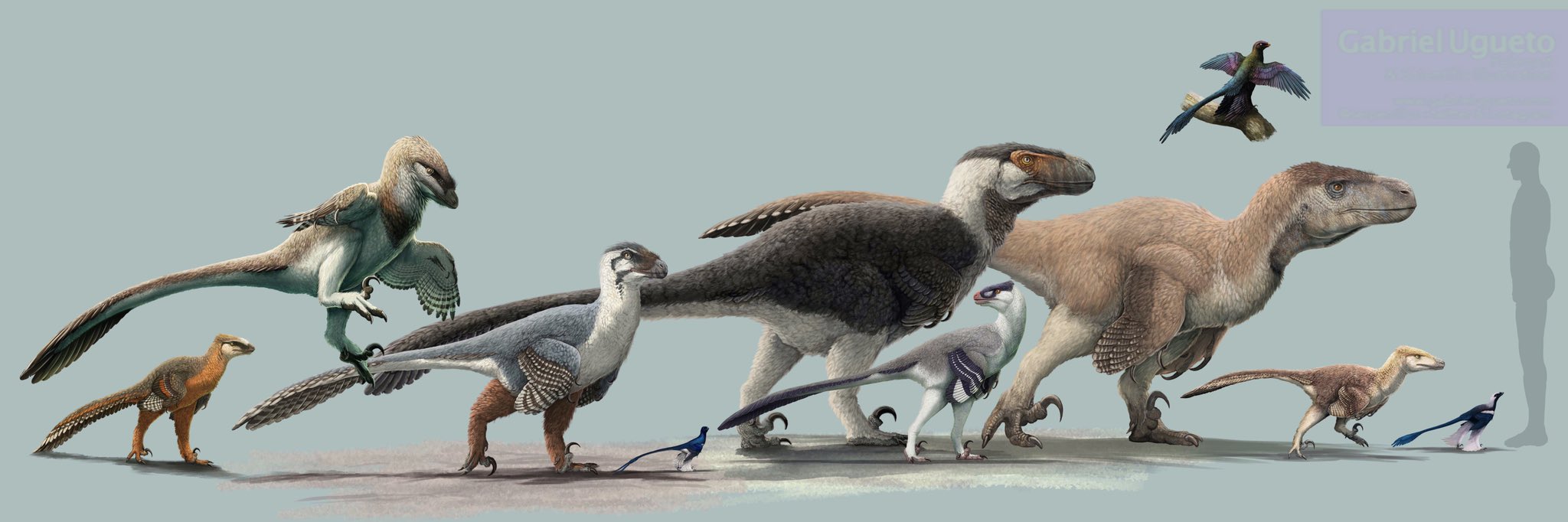 Dromaeosaurus Size