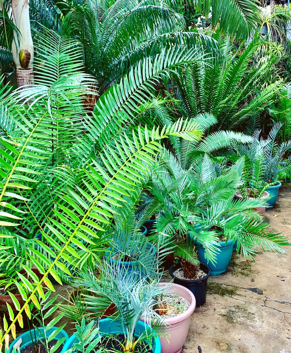 Jurassic Cycads