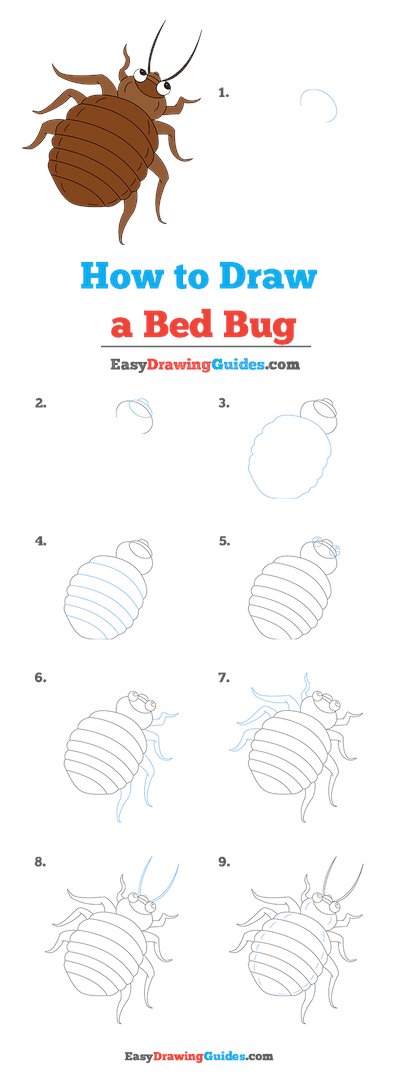 Bugs Drawing Easy