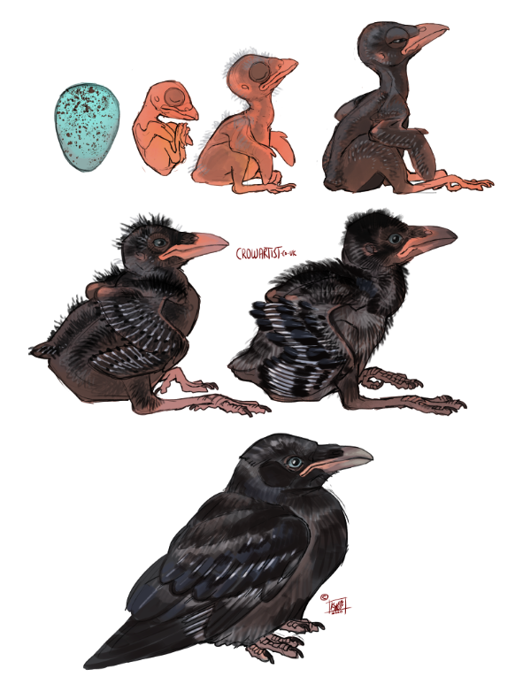 Life Cycle Of A Crow