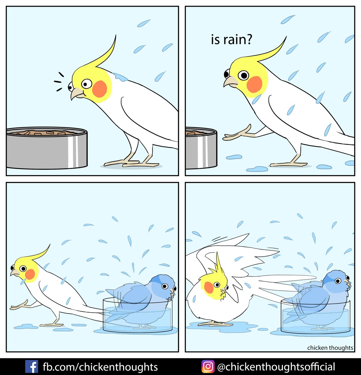 「Featuring Jeremy's conure Wasabi (Bibi)! 」Chicken Thoughtsの漫画