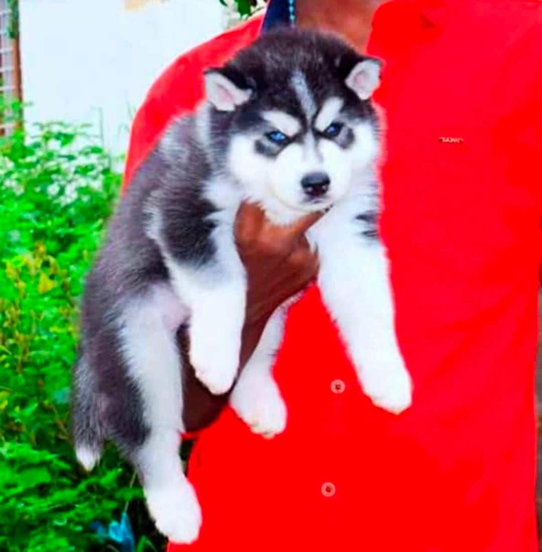 Puppy Palace PuppyPalace8 Twitter puppy-palace-puppypalace8-twitter