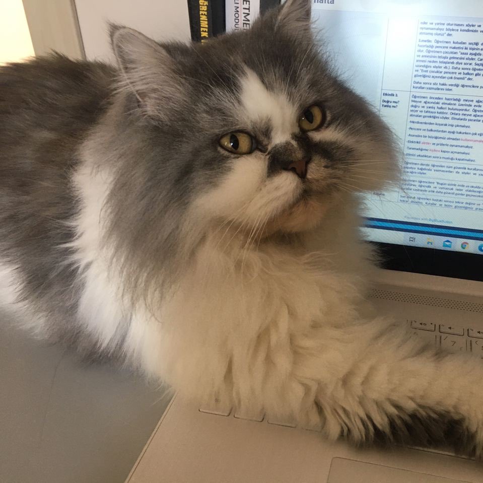 Neslihan (@Isilhelma) | Twitter