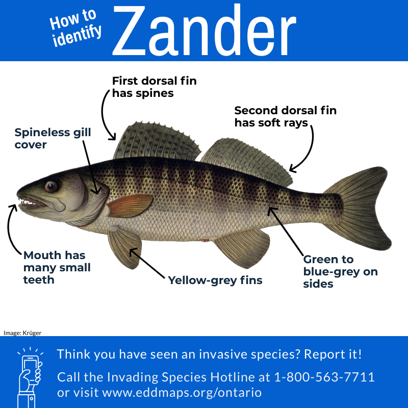 Zander Fish Teeth