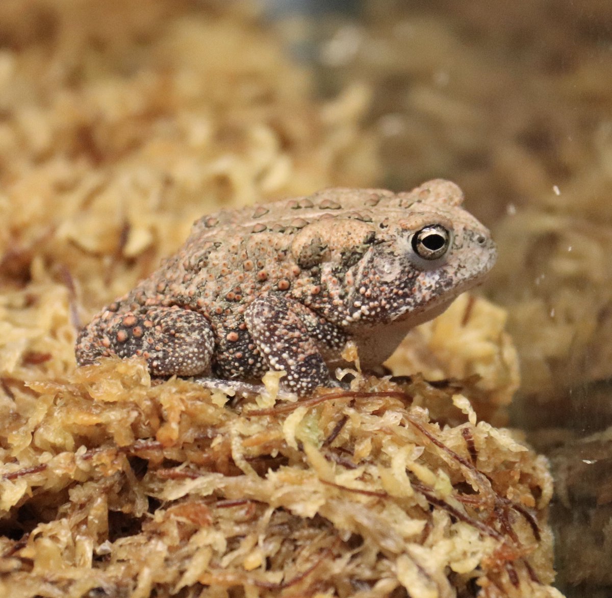 houston.toad_project (@HoustonToad) | Twitter