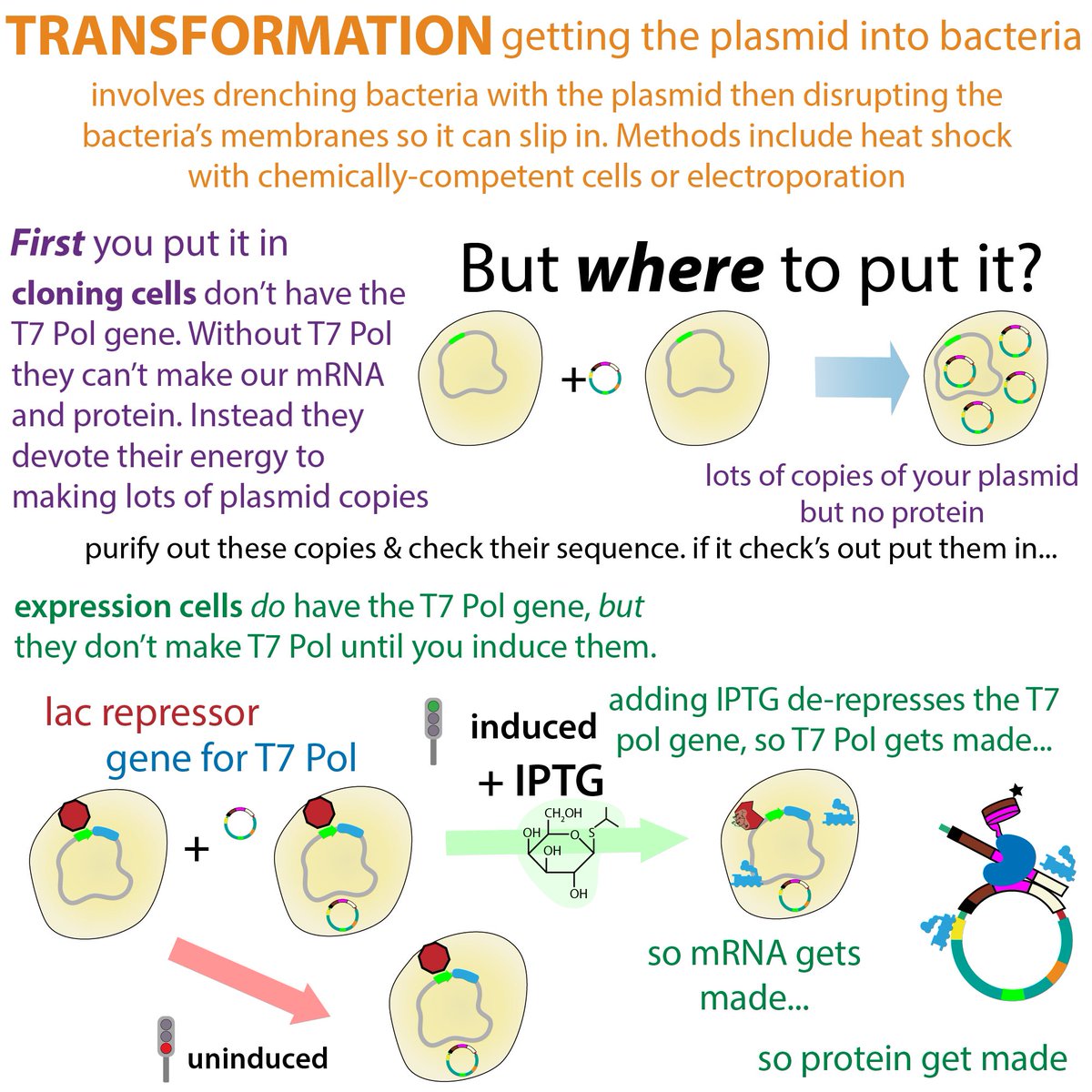 Over expression of protein in bacteria: بيكون عن طريق: 1- recombinant ...