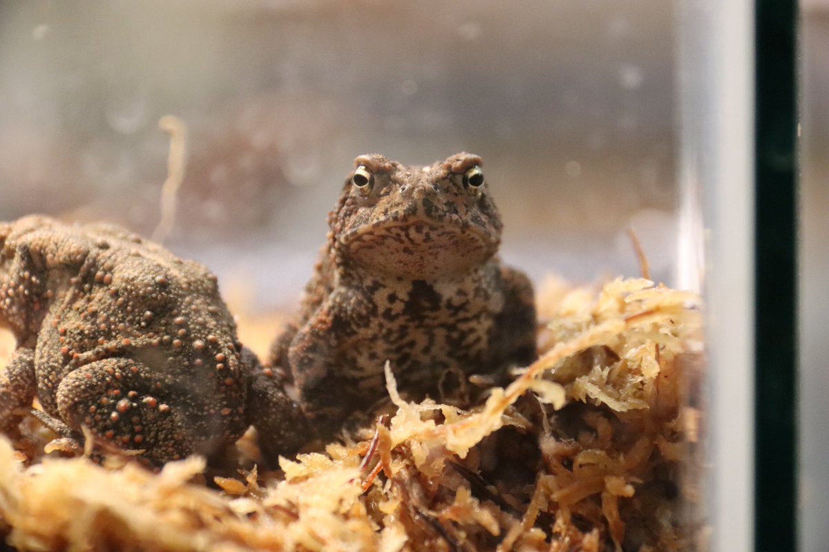 houston.toad_project (@HoustonToad) | Twitter