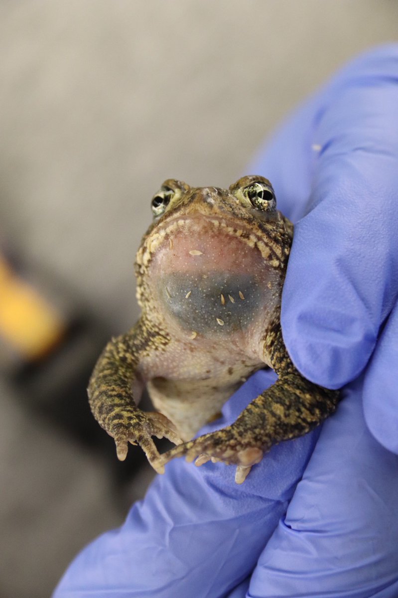 houston.toad_project (@HoustonToad) | Twitter