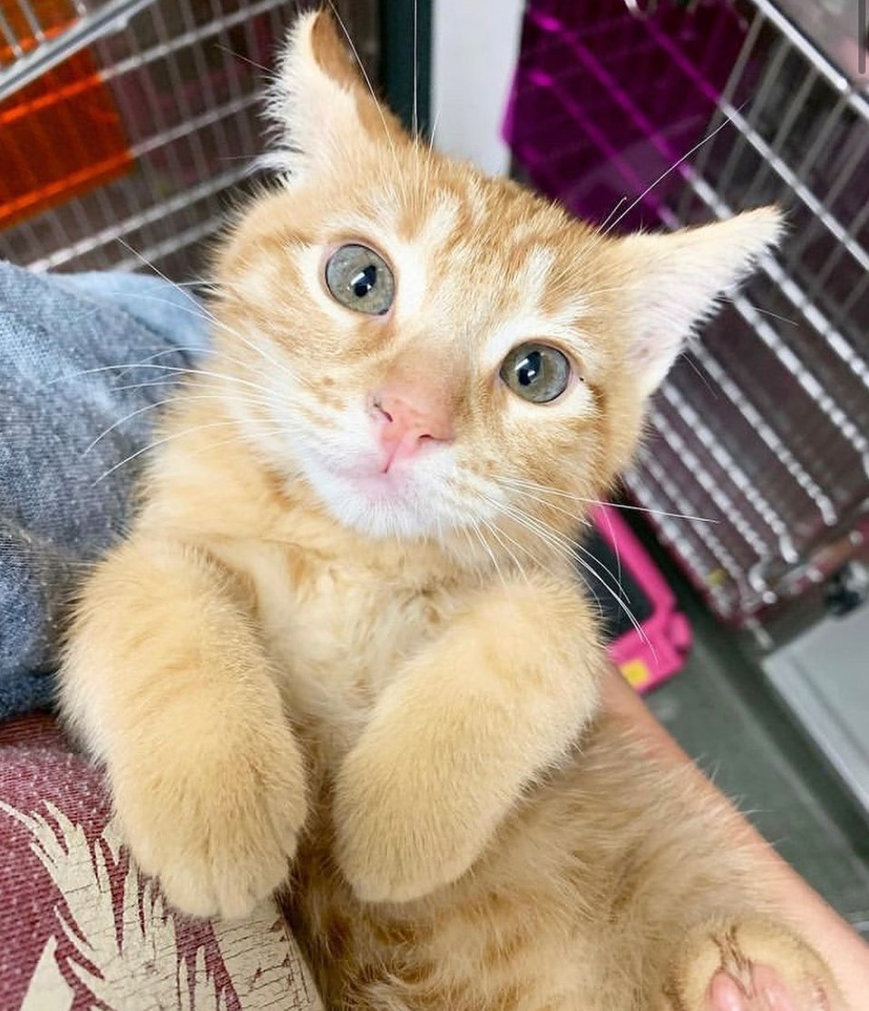 Stray Cat Alliance (SCA) – Lets Volunteer LA