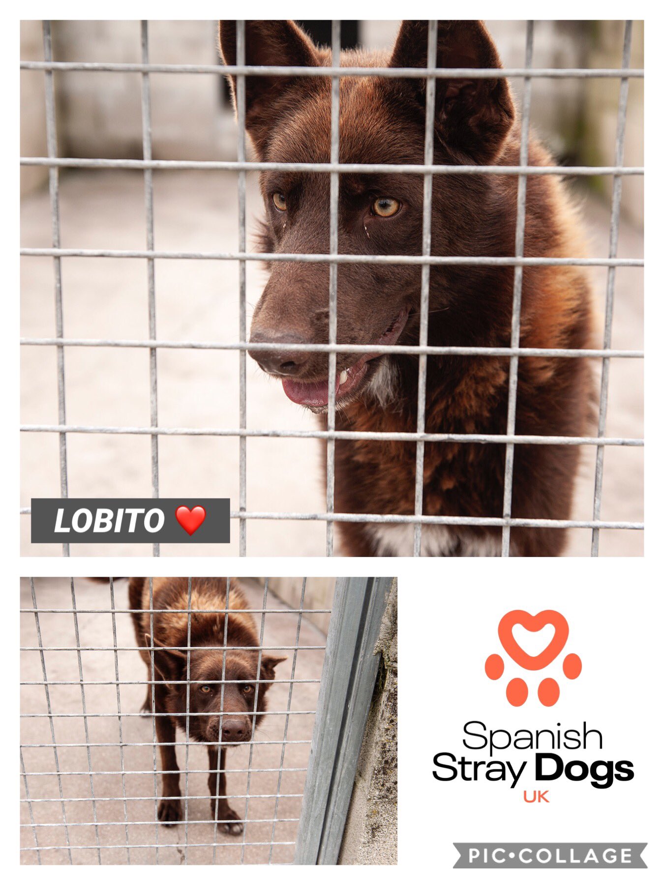 Is A Galician Shepherd Dog A Good Pet