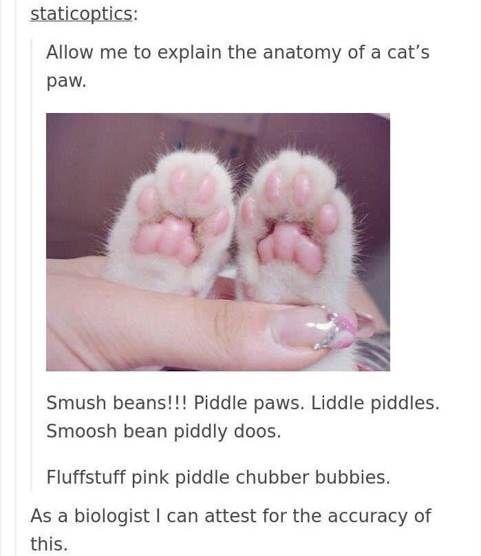 Cat Paw Anatomy
