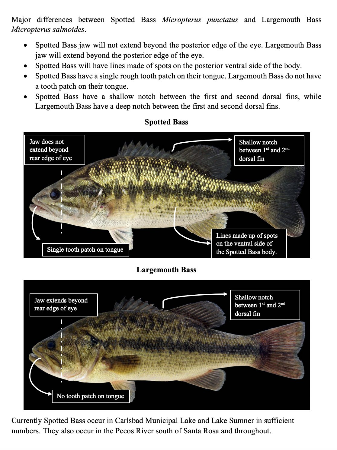 Difference Between Spotted Bass And Largemouth