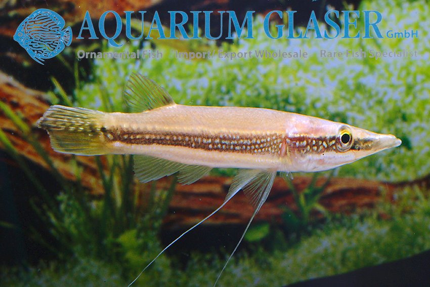 Freshwater Crocodile Fish