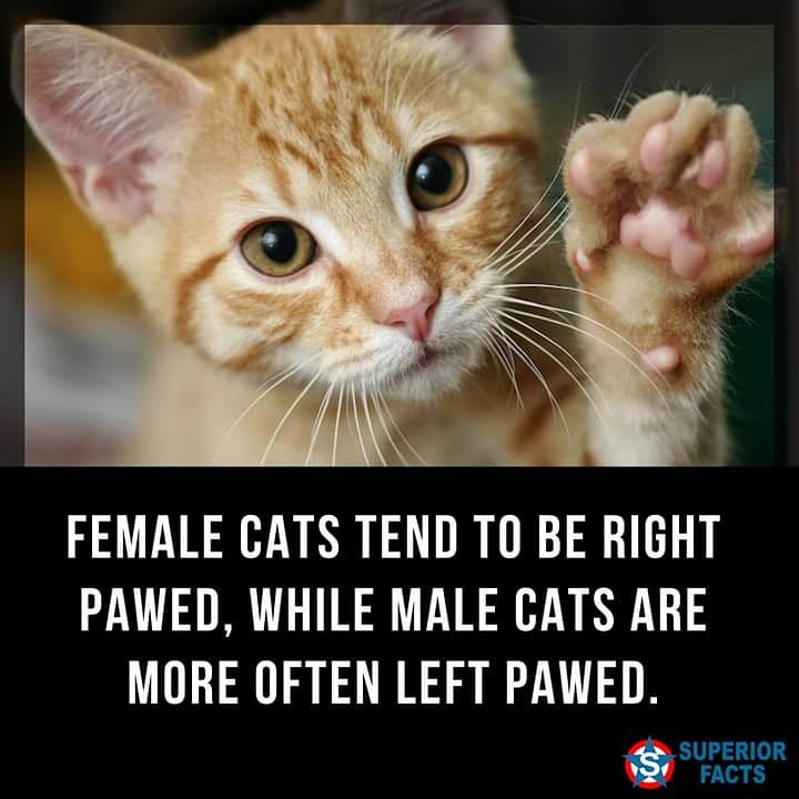 Are Cats And Dogs Right Or Left Pawed
