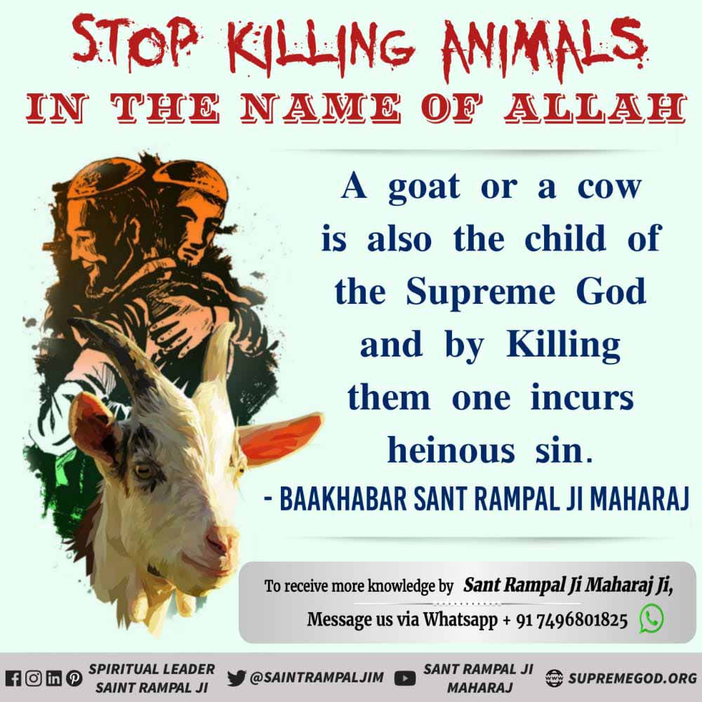 Allah Name On Animals