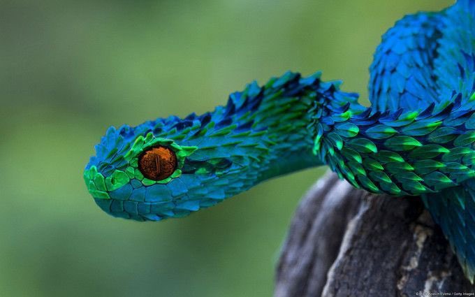 Purple Viper Snake