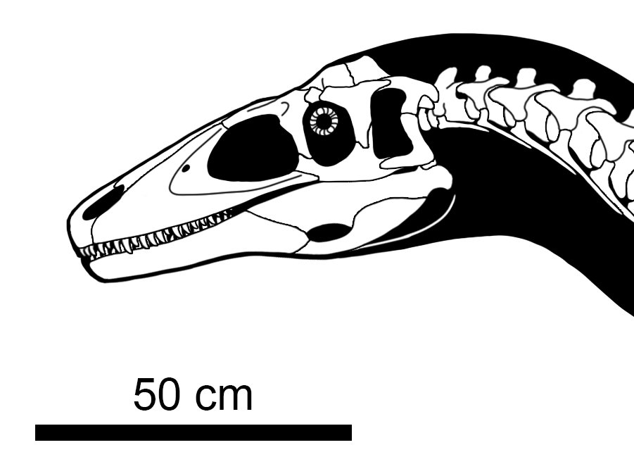 Australovenator Skeleton