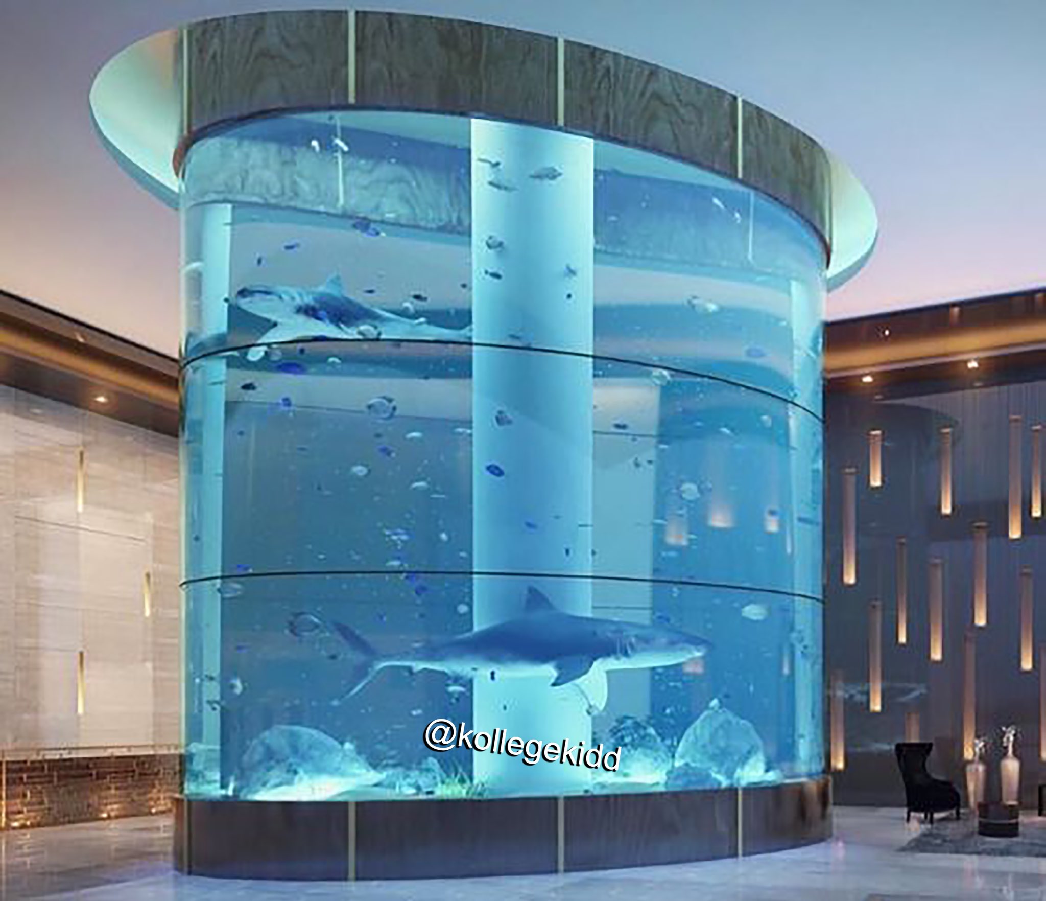 Shark Fish Tank Home