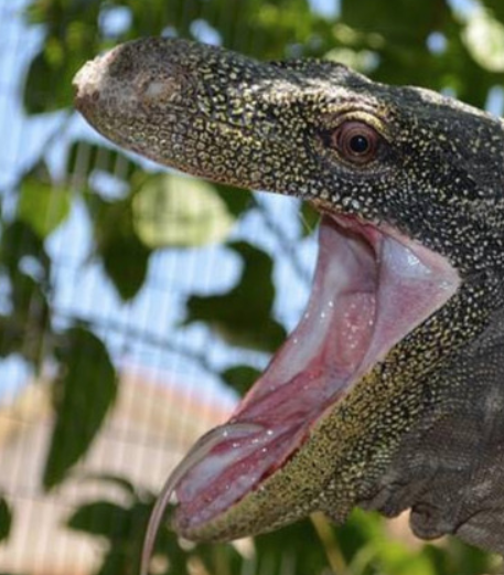 Crocodile Monitor Teeth