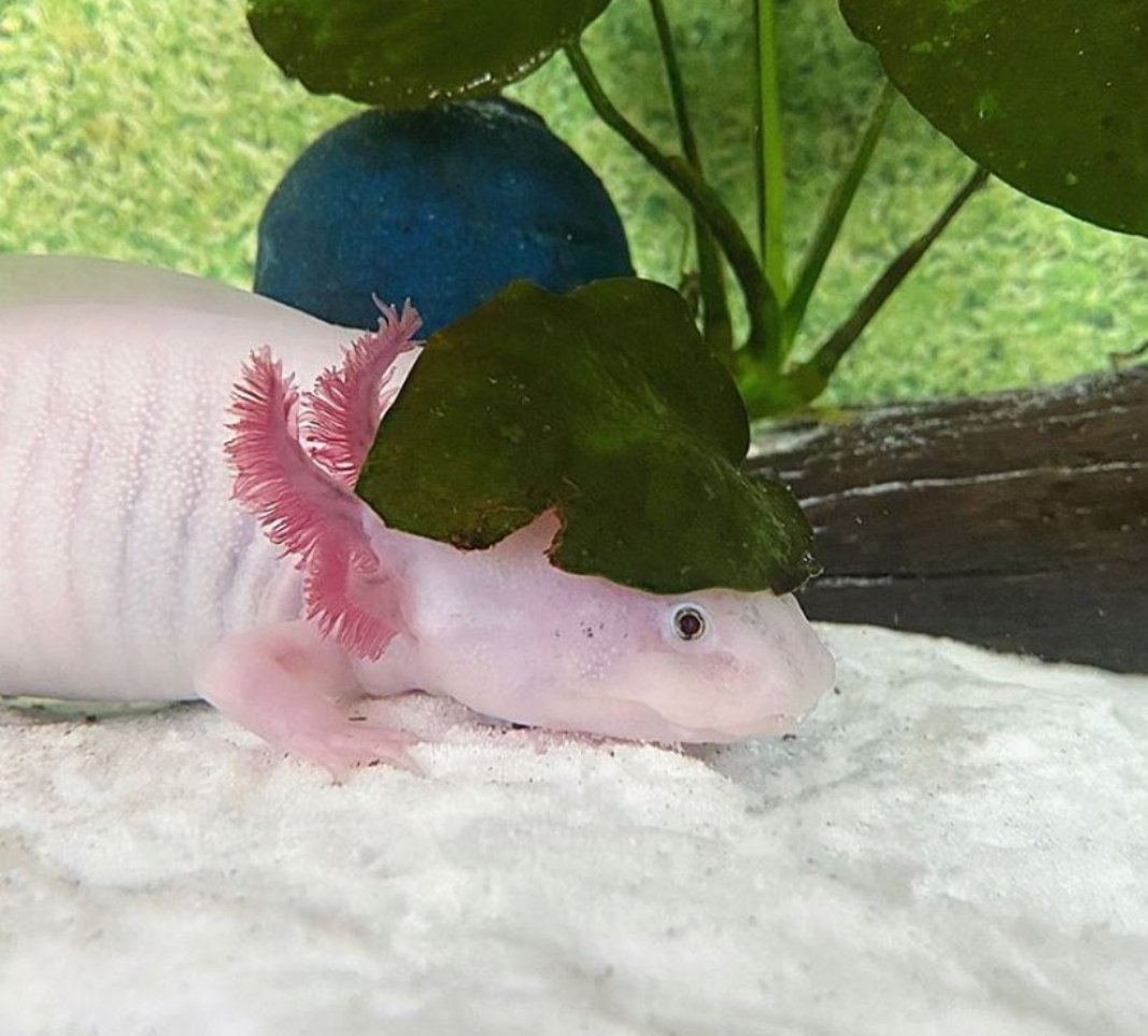 Axolotl of the day @Axolotl_Off Timeline, The Visualized Twitter ...