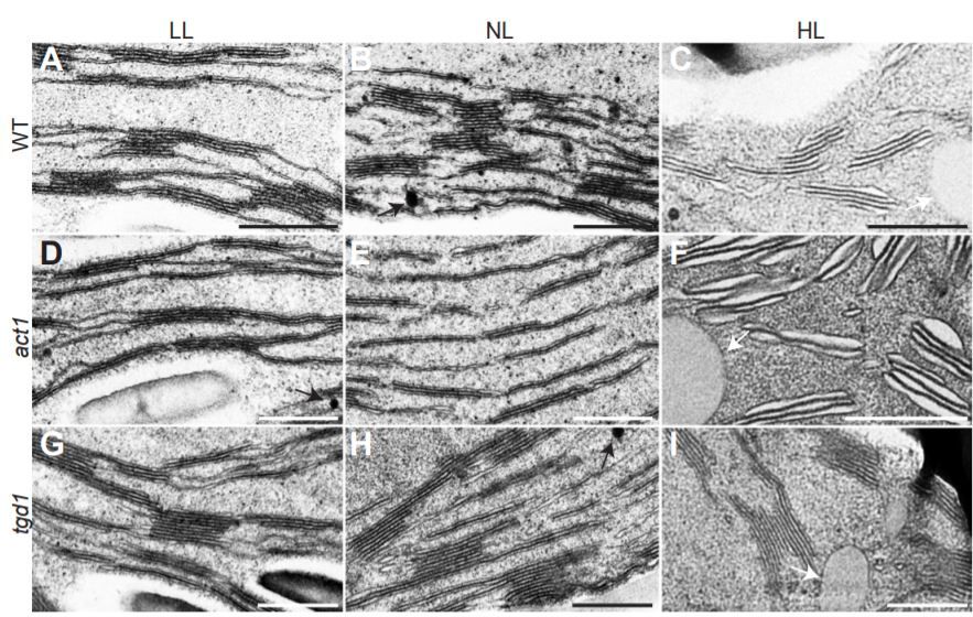 Thylakoid Microscope