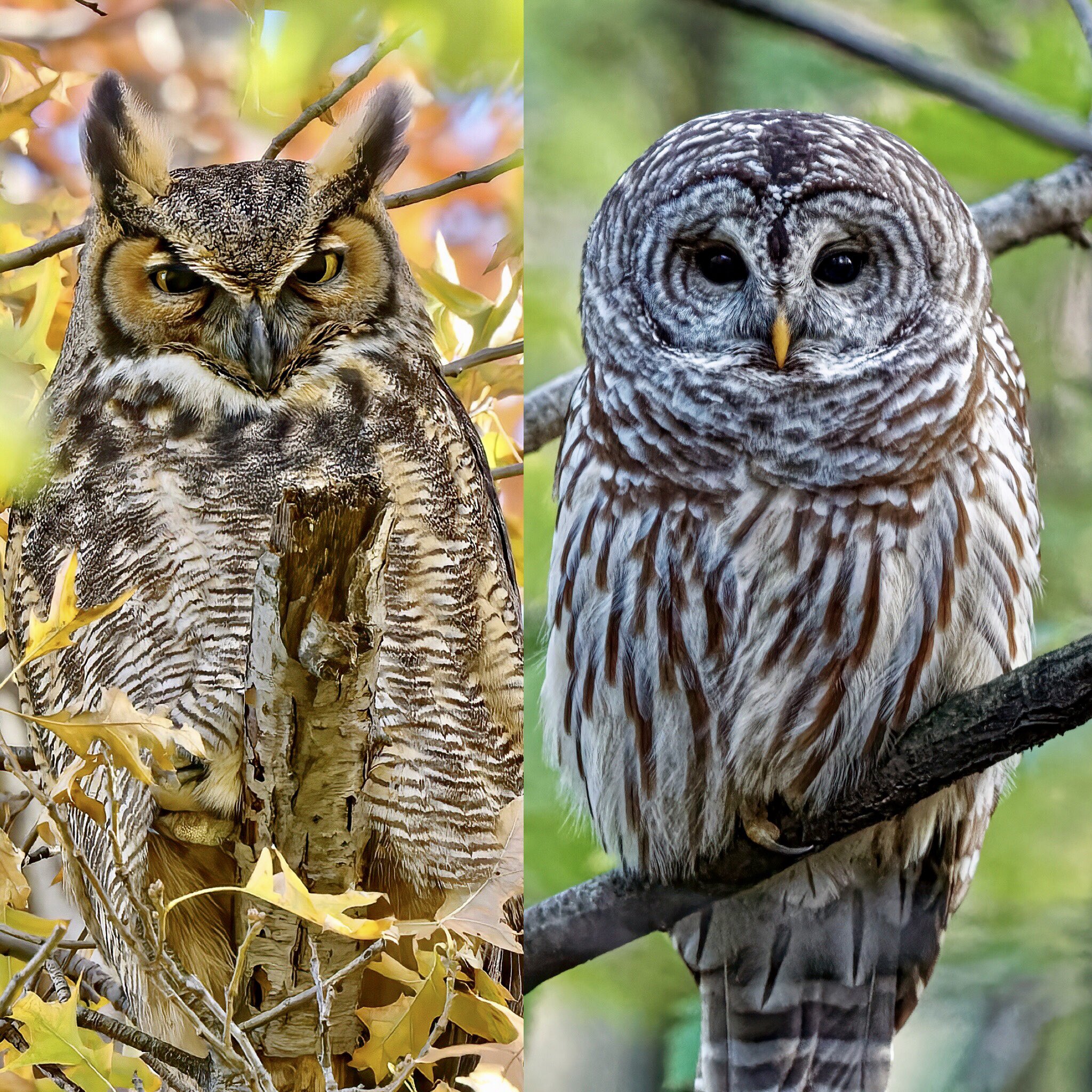 Barred Owl Vs Spotted Owl