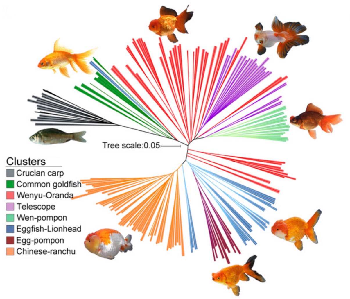 Types Of Goldfish Chart
