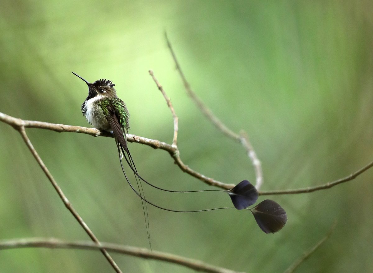 Spatuletail Hummingbird Wallpaper