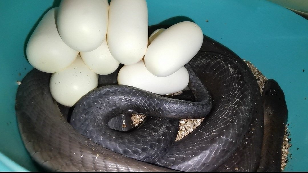 Baby Black Mamba