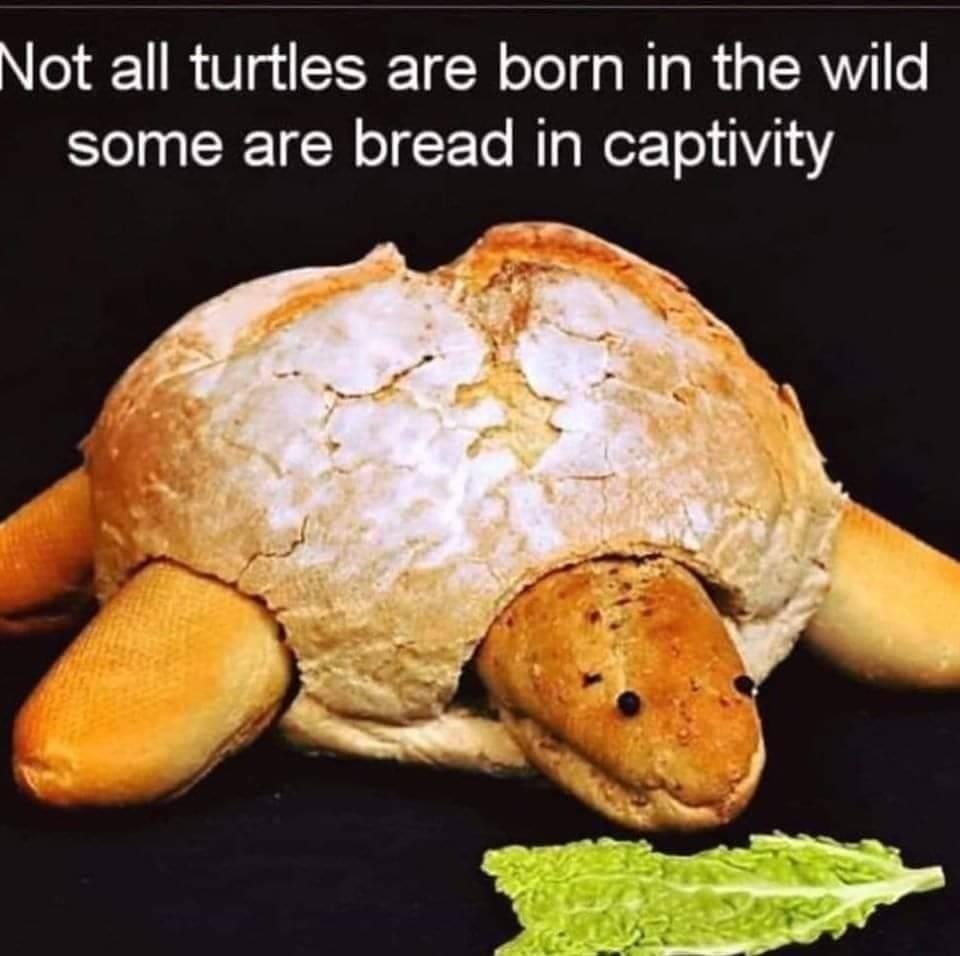 Disappointed Turtle Meme