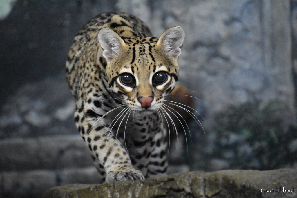 Why Are Ocelots Endangered