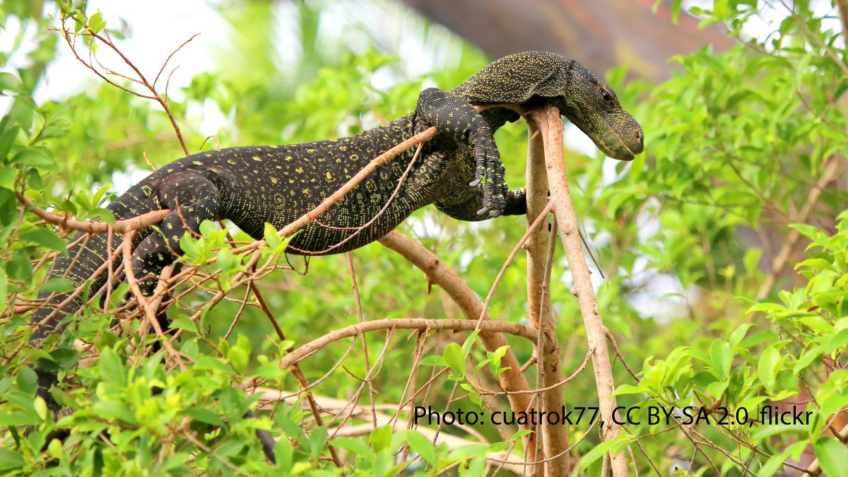 Full Grown Crocodile Monitor