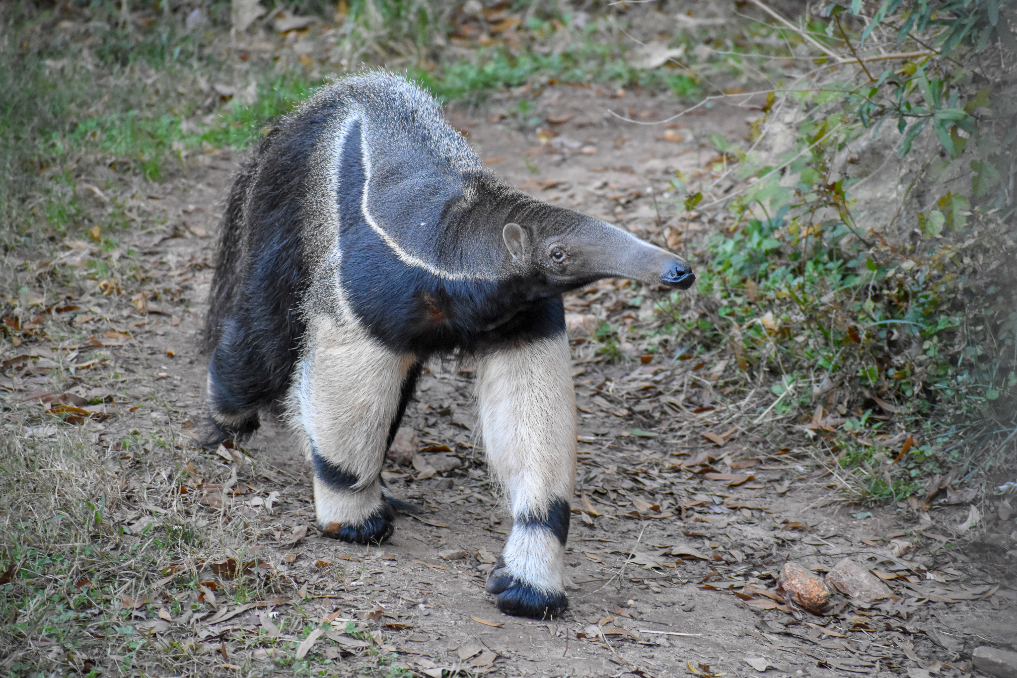 Giant Anteater Eating Ants