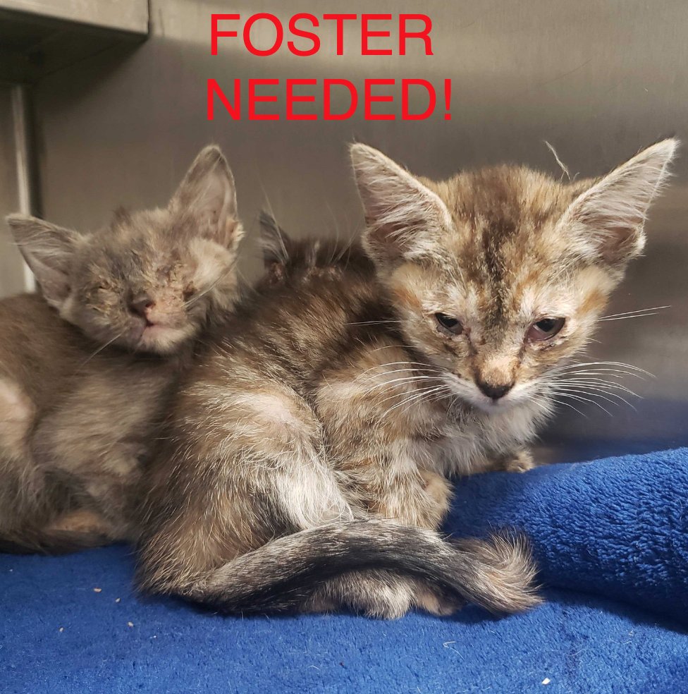 Stray Cat Alliance (SCA) – Lets Volunteer LA