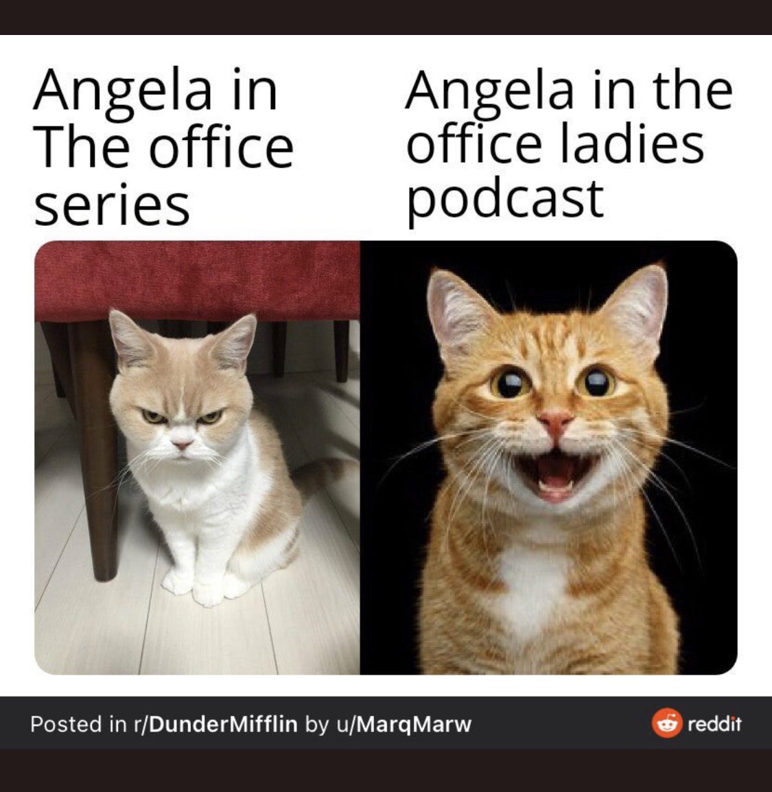 Angela Cat Memes Reward $200 For Her Return Please Check Your Sheds