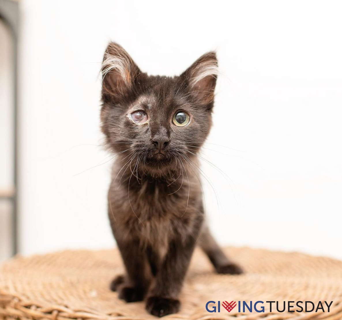 Stray Cat Alliance (SCA) – Lets Volunteer LA