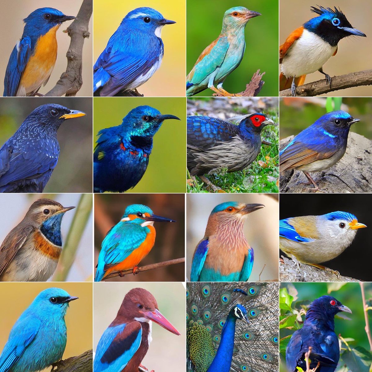 Colorful Birds Names