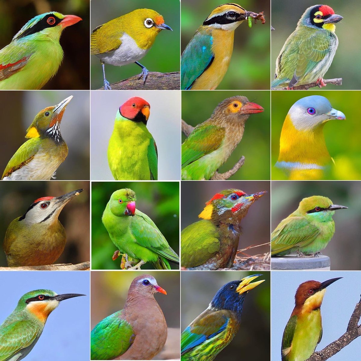 Colorful Birds Names