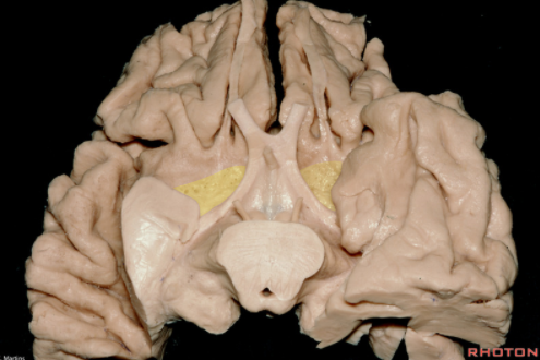 Posterior Perforated Substance