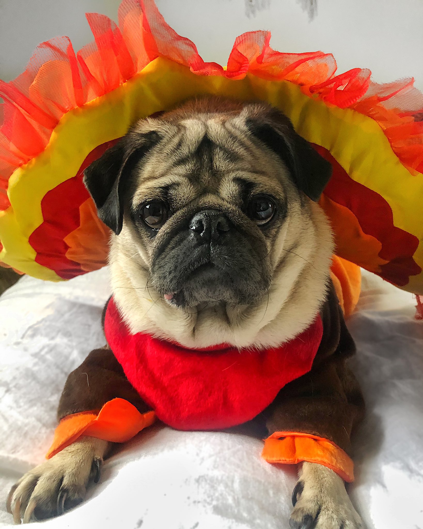 Turkey Pugs
