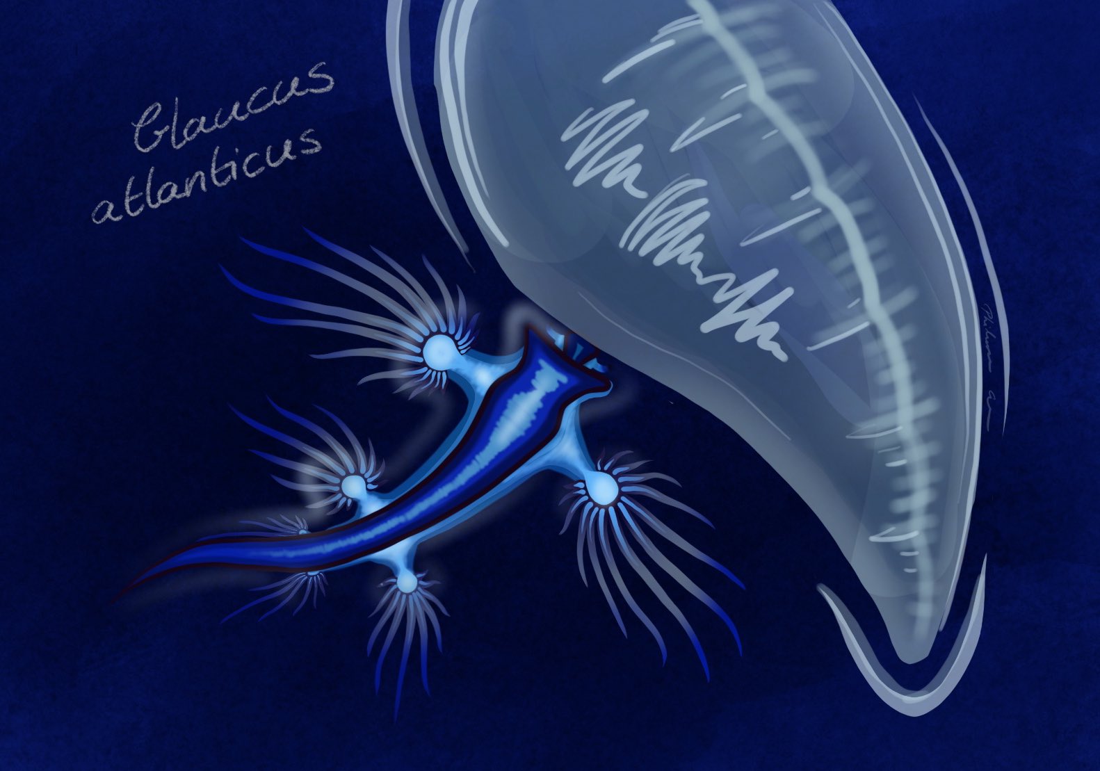 Glaucus Atlanticus Eating Man O War