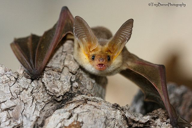 Desert Pallid Bat