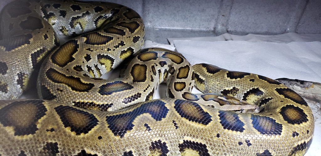 Albino Granite Burmese Python