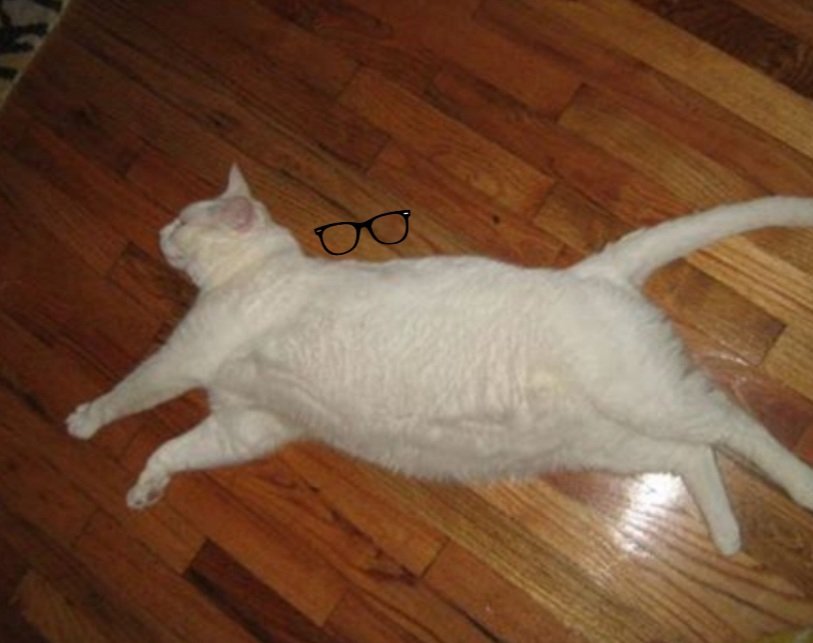 Catturd ™ @catturd2 Timeline, The Visualized Twitter (Analytics)